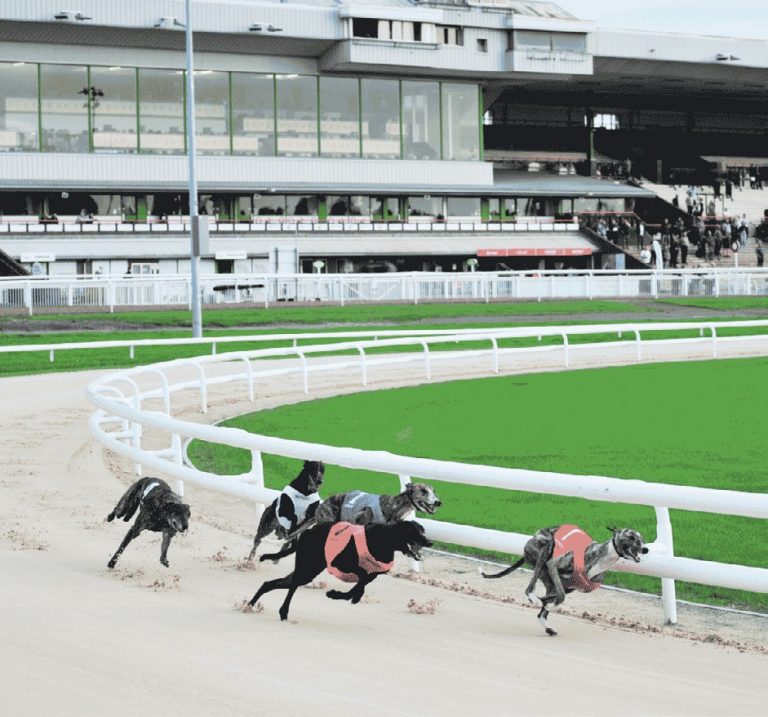 FUN AND FEAST AT DOGS TRACK - Racing Ahead Magazine